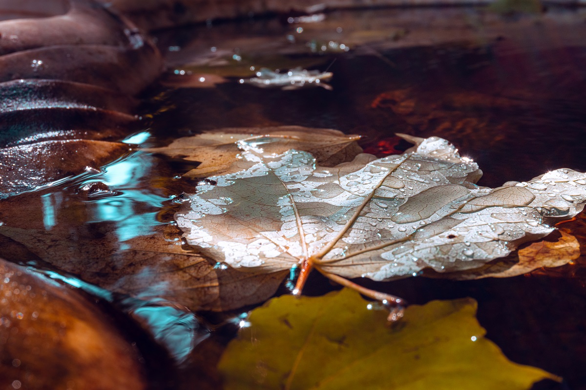 Freshwater Future Canada | Protecting the Great Lakes